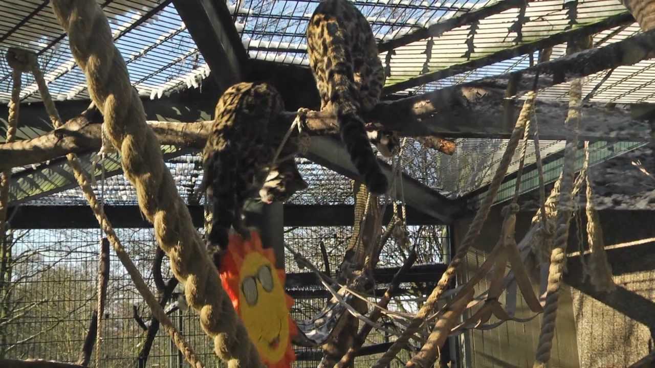 Clouded Leopard Cubs: Play Time !