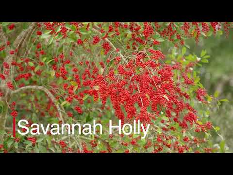 Savannah Holly, January 2024