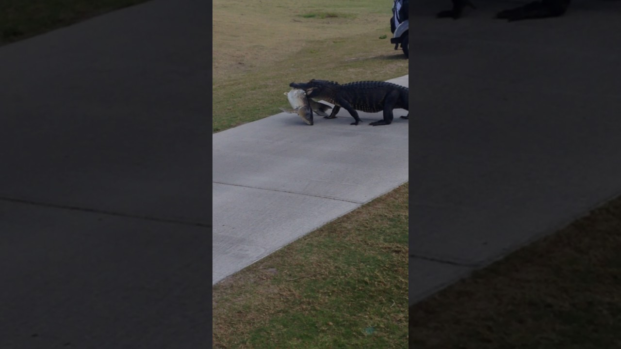 Golfers let deadly alligator 'play through' as it strolls across course ...