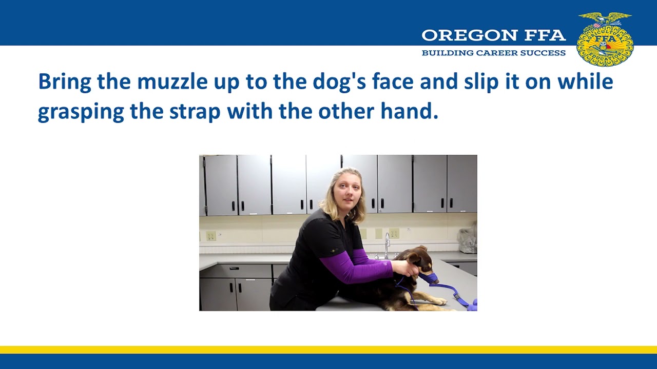 Nylon Dog Muzzle Video