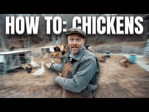 How to Raise Chickens 12 Stages of Success