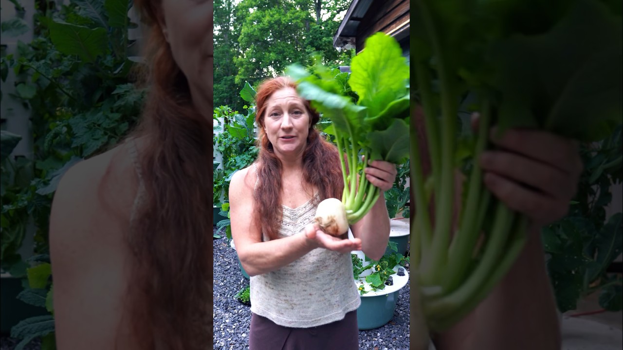 Growing root vegetables on a Vertical hydroponic tower garden.