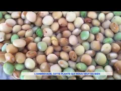 Les ambrevades | Canala education