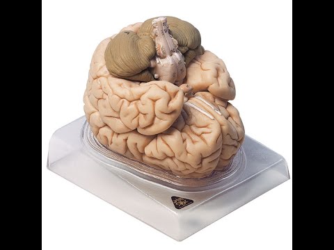 Lab 7.5 - Regions of the Brain