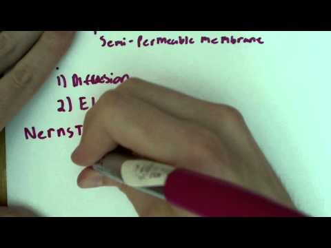 Semi-permeable membrane and membrane potential
