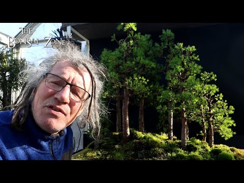 More Spring Larch Forest Pruning, The Bonsai Zone, April 2025