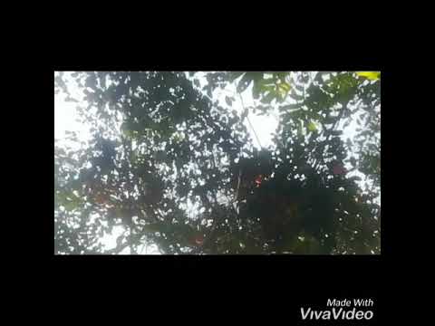 Bitter kola nut tree in the African wild