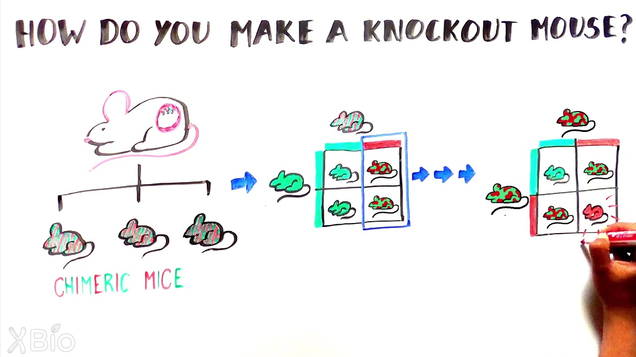 What is a knockout mouse?