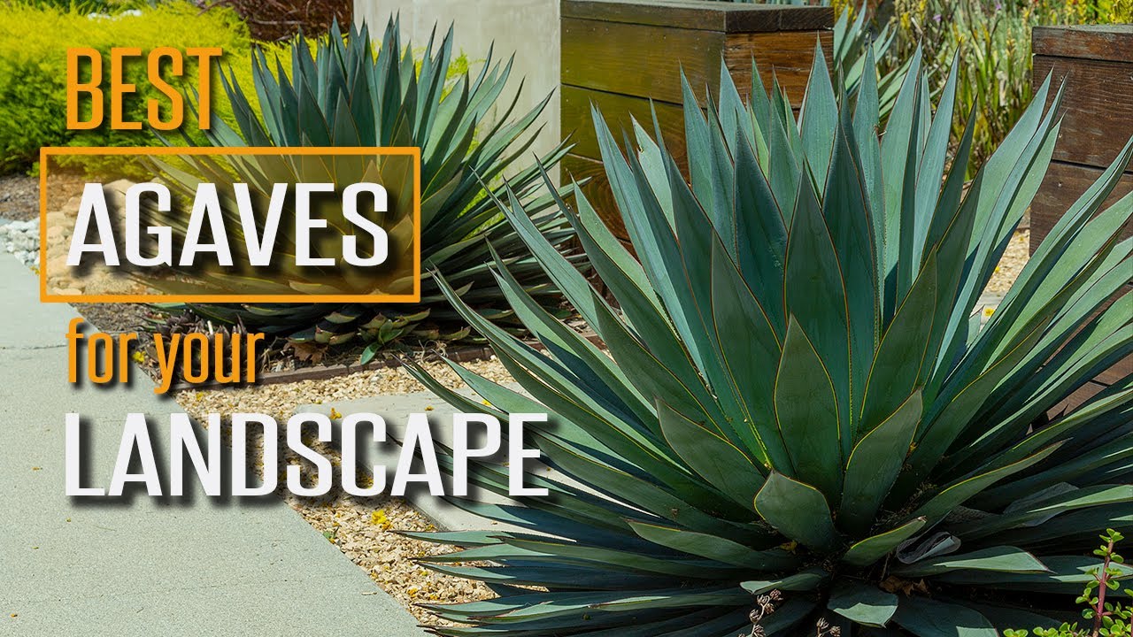 Watch This Before You Buy Agave Plants!  PS: I have a Favorite :)