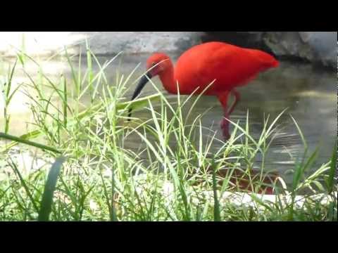 Ritual del Corocoro Rojo | Teoría del chándal