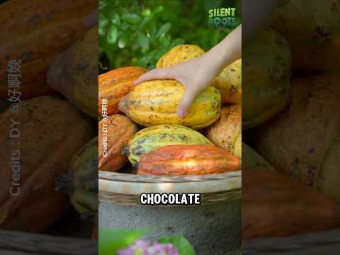How Villagers Turn Cacao into Chocolate Bars #shorts