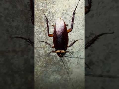 ???????? #cockroach #cockroaches #insect #fear #ghost #horrorstory #shorts #viral #ytshorts #reels #wow