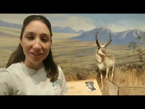 Fastest Mammal in North America