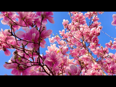 Pink Magnolia Flowers