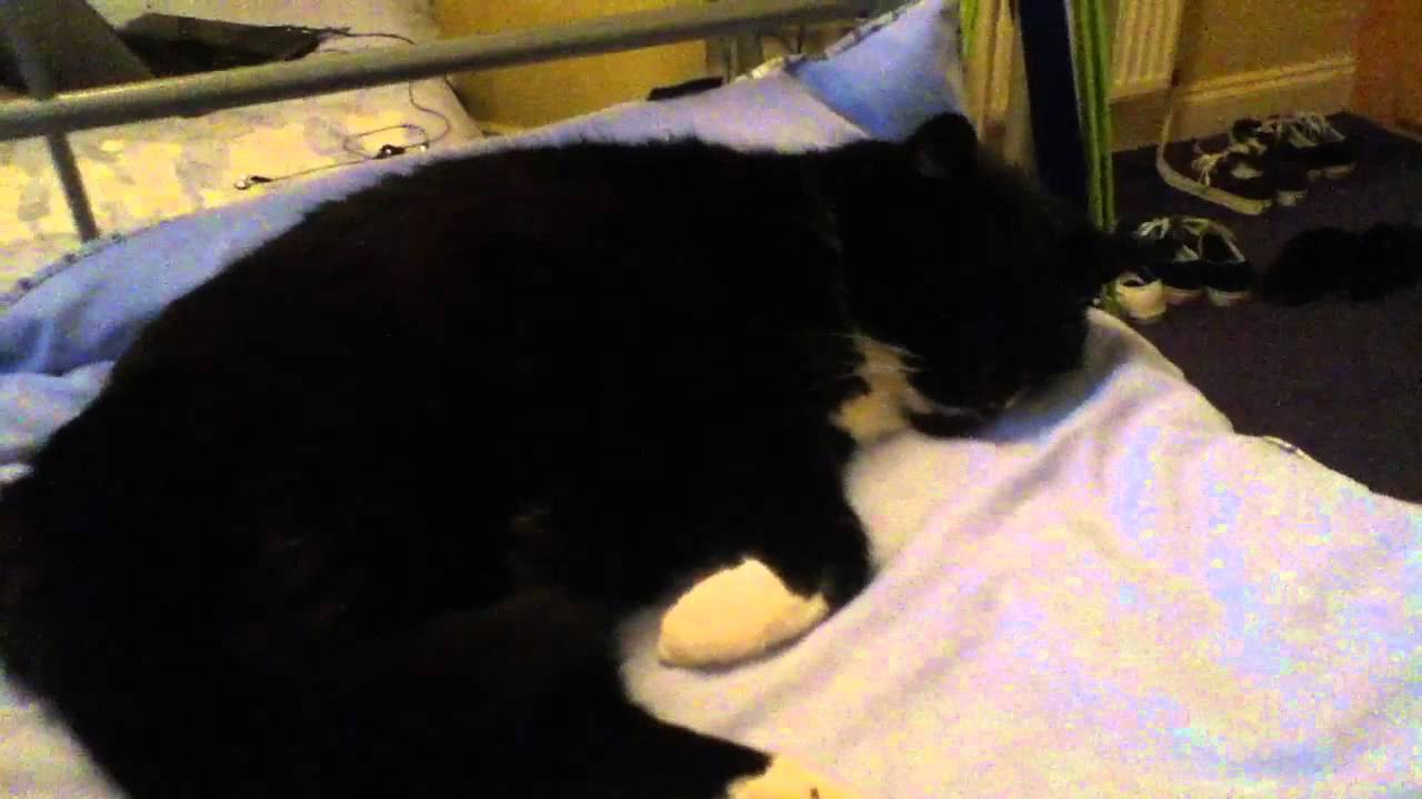 Tired fat cat