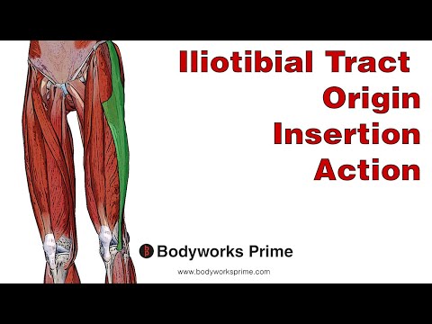 Iliotibial Tract (ITB) Anatomy: Origin, Insertion & Action
