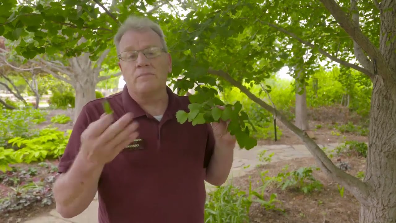 2022 Oklahoma Proven: Gingko Tree