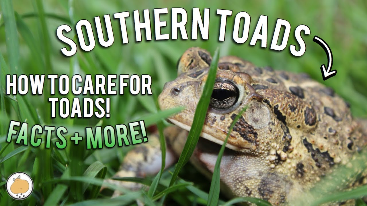 10 FACTS About SOUTHERN TOADS! | Southern Toad Care