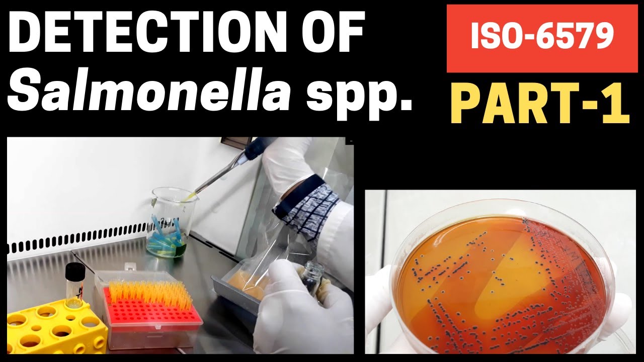 Detection of Salmonella species in Different Samples (Part-1)_A Complete Procedure (ISO 6579-1:2017)