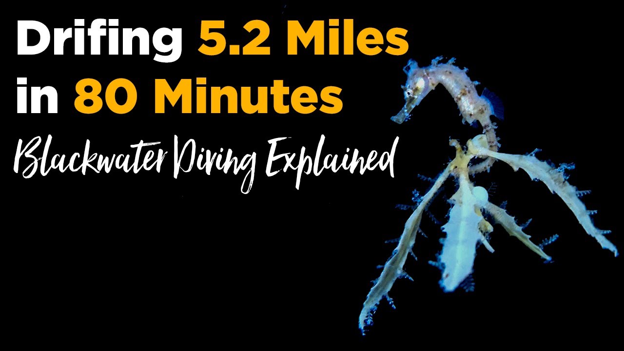 Your Ultimate Night Diving Guide: Dive into Darkness!
