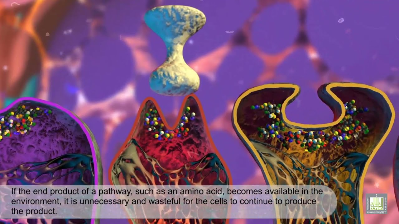 Feedback Inhibition - animated