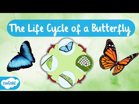 The Life Cycle of a Butterfly | Learn the Four Stages of the Butterfly Life Cycle 🦋