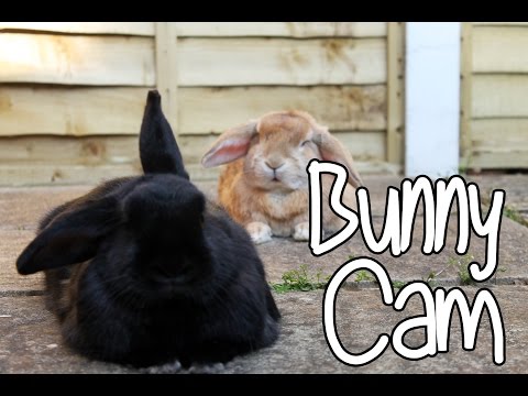 Steam Community :: Video :: BUNNY CAM | 01