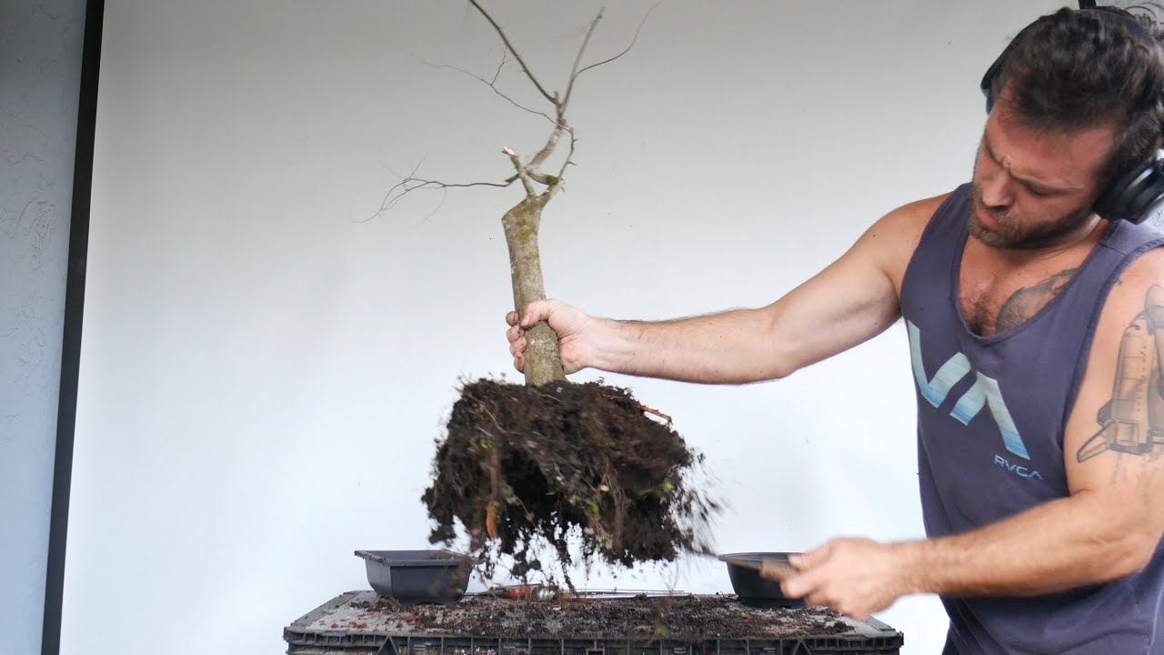 Repotting Series: Celtis Laevigata - Southern Hackberry