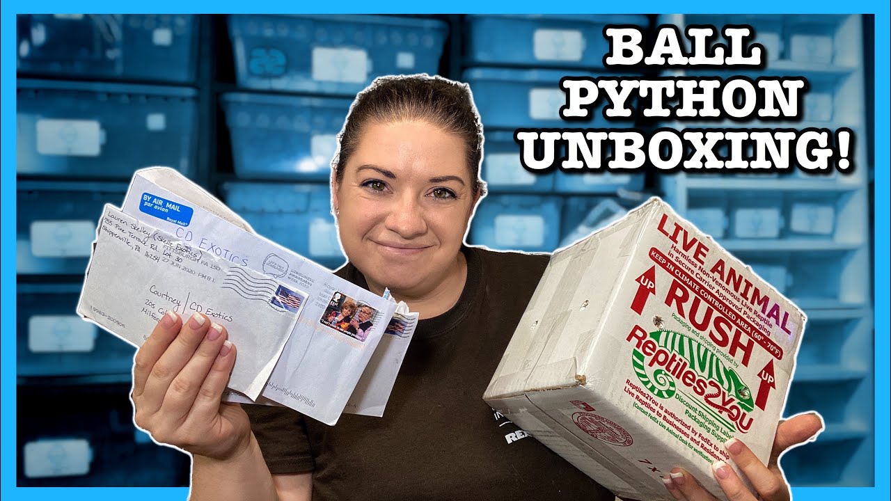 BALL PYTHON UNBOXING!!! | Sticker Mail | Ball Python Breeding
