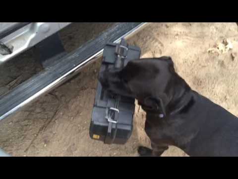 Plot hound. The challenged breed