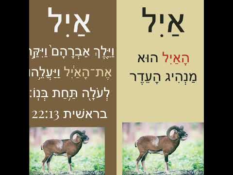 The word “ram” in Hebrew