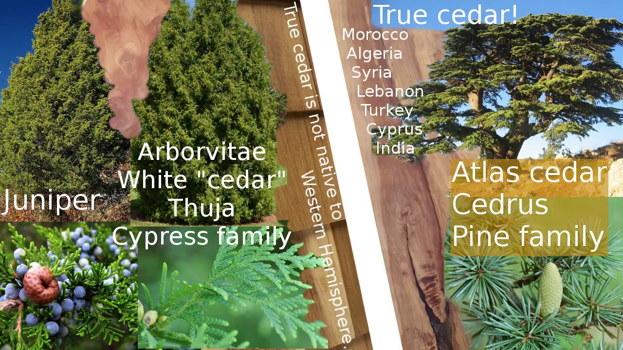 Real cedar vs. juniper (yes, they're different)