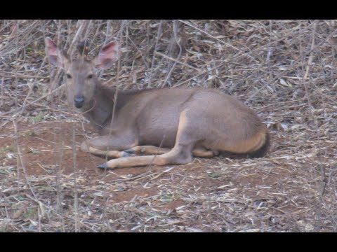 Sambar Deer - Biodiversity of India