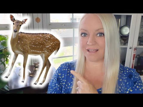 Spiritual Meaning of a Deer | Animal Symbolism, Spirit Messages & Omens