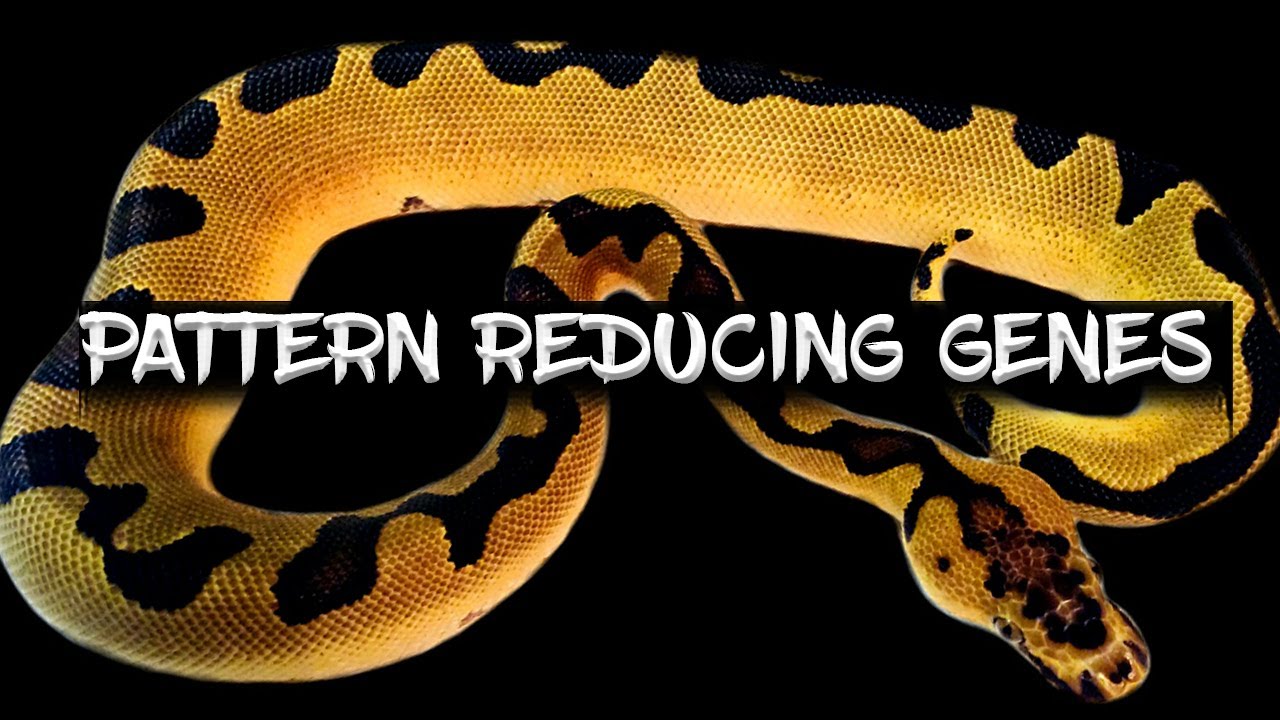 Ball Python Pattern Reducing Genes!