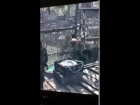 Steam Community :: Video :: Assassin's Creed: Black Flag Glitch - Glitching NPC