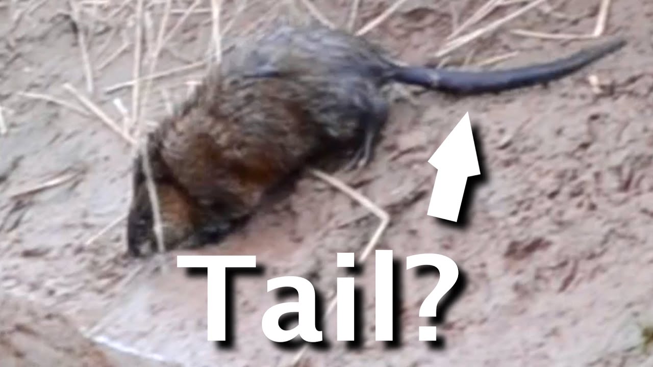 3 Differences Between Muskrats And Beavers