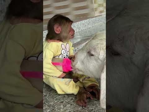 cutis gives milk to goats #familycutis #monkey #cutis #shortvideo