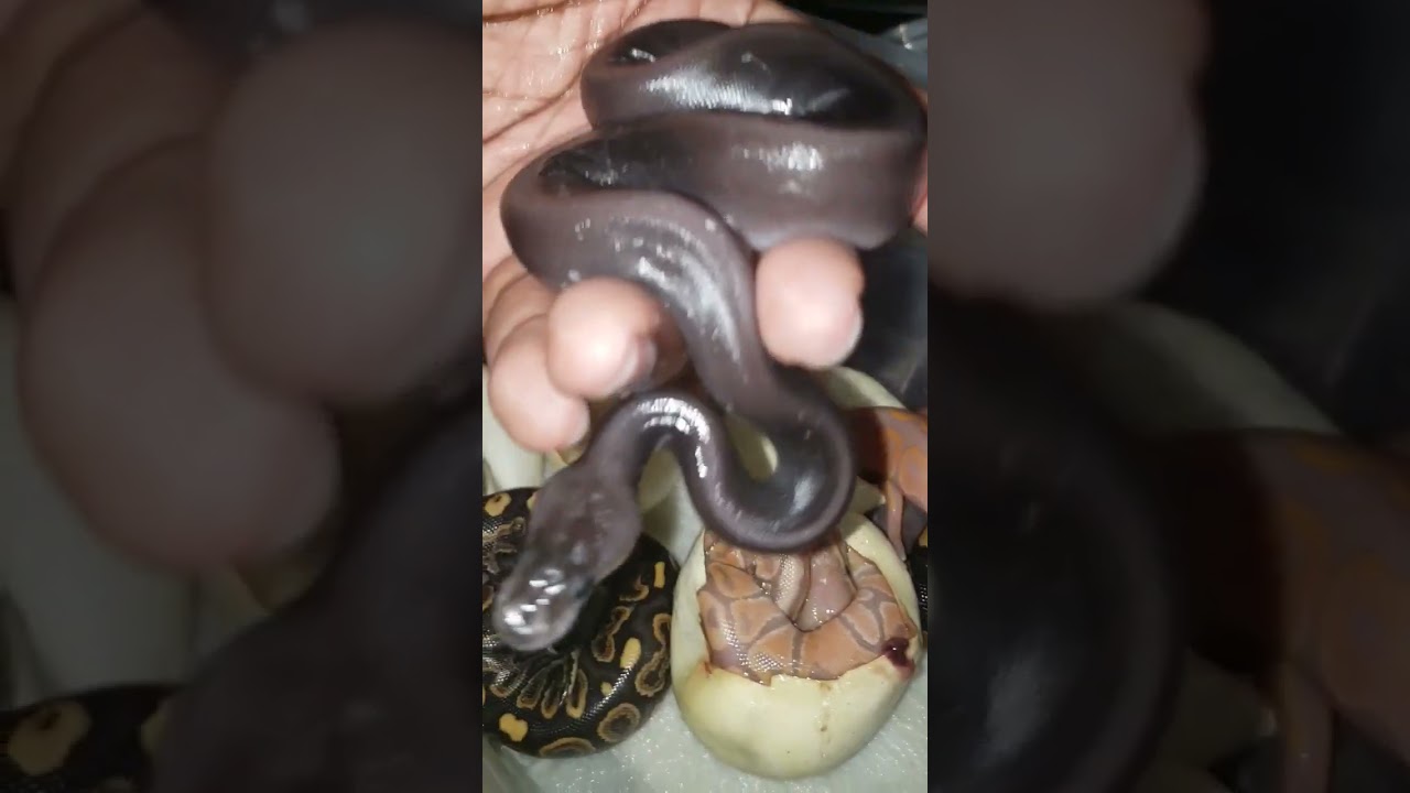 Super Black Pastel Baby 👶 😍 💕 #ballpython #ballpythonsnake #reptile #python