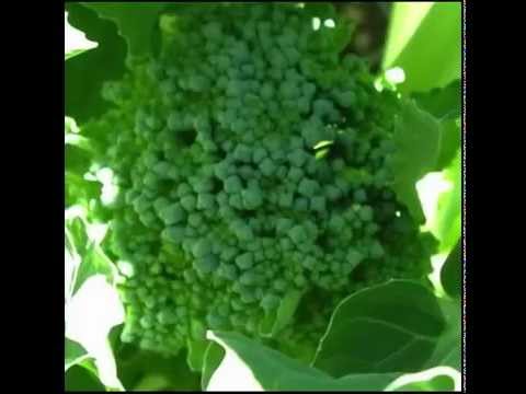 Broccolini Vegetable Health Benefits & Side Effects