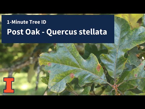 1-Minute Tree ID - Post Oak, Quercus stellata