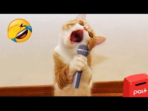 funny dog and cat moments cat funny videos free download mp4 funny dog and cat videos free download