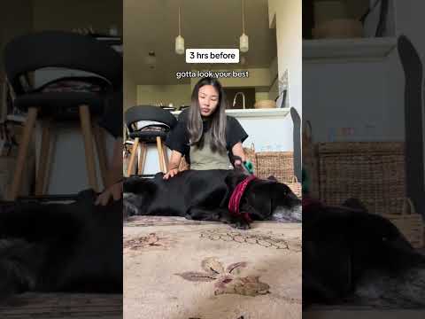 spend my dog’s last day with me