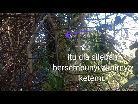 dirambatin akar-akaran tempatnya yang bersembunyi
