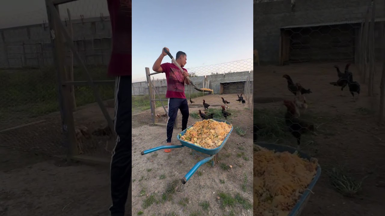 This is the life in our breeding ground in Brazil