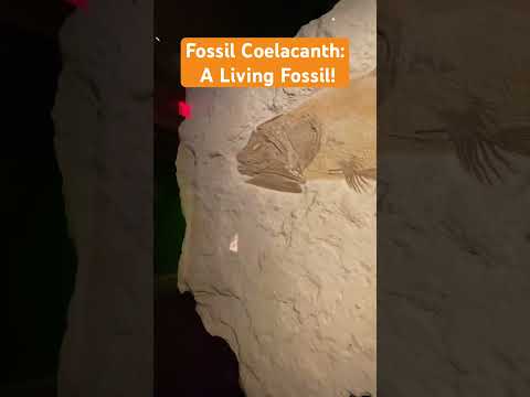 Coelacanth Living Fossil! #viral #fossil #houston #museum #coelacanth #usa #jurassic #germany