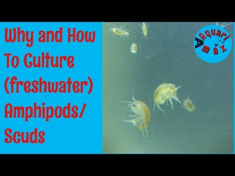 How to culture Scuds/Amphipods/Gammarus | Aquarimax Pets
