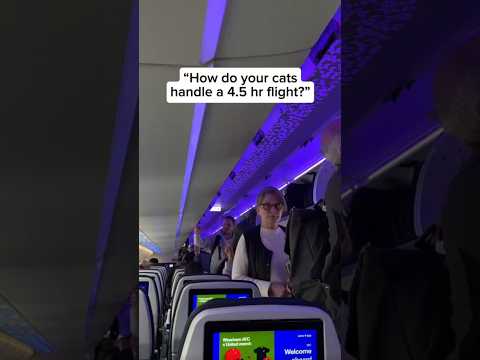Cats Handle 4.5 hours Flight #flight #cattravel #travelhacks
