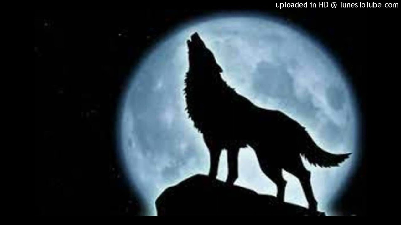 EFECTO DE SONIDO  - SOUND EFFECT Aullido De Lobo-howling wolf