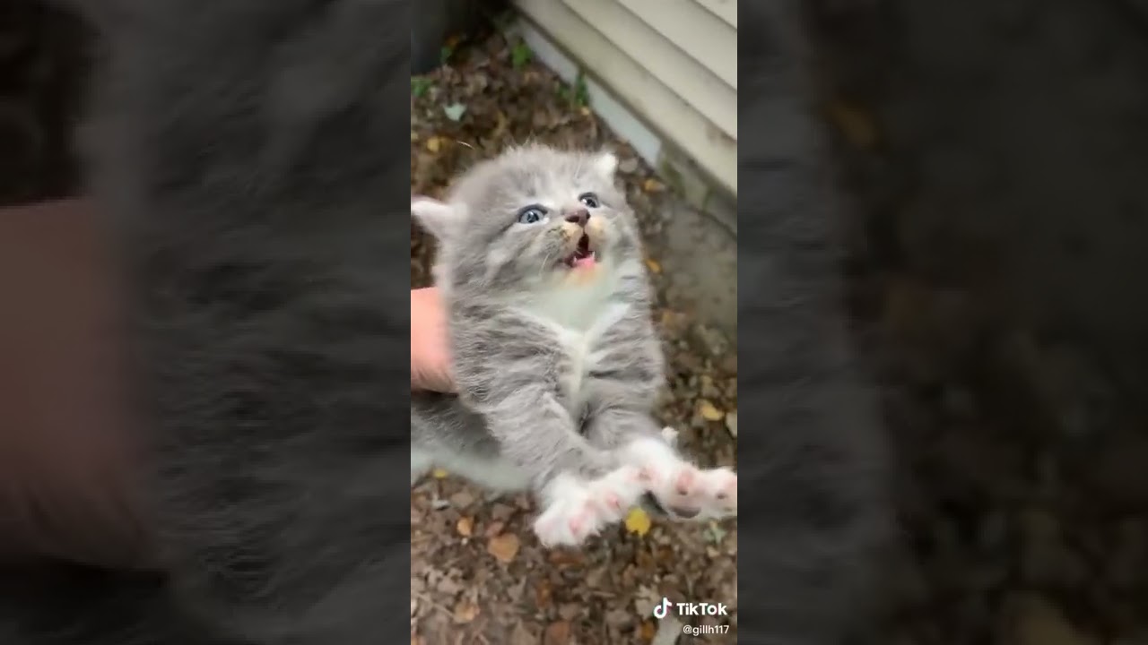 Cute Angry Kitten 🥺